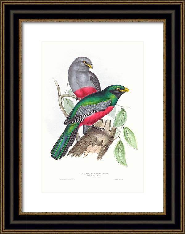 Tropical Trogons III Framed Print - Avant Garde Furniture